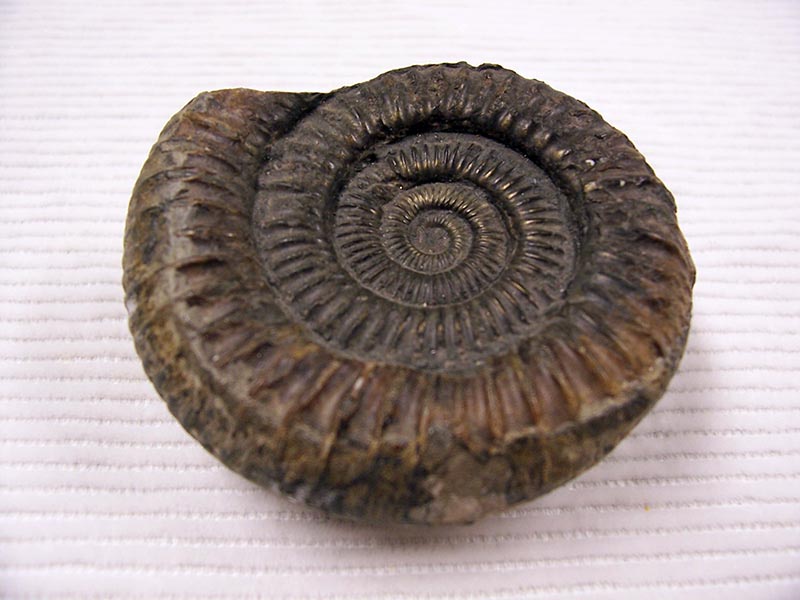 Terra Crystal Galleries - Soapstone for the Carver -- Rare Earths ...